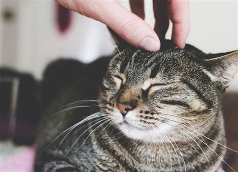 How To Tell Your Cats Age PetMD