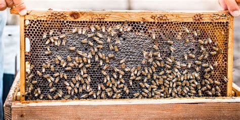 The 10 Best Bee Hive Frames For More Honey In 2026 Swf Bees
