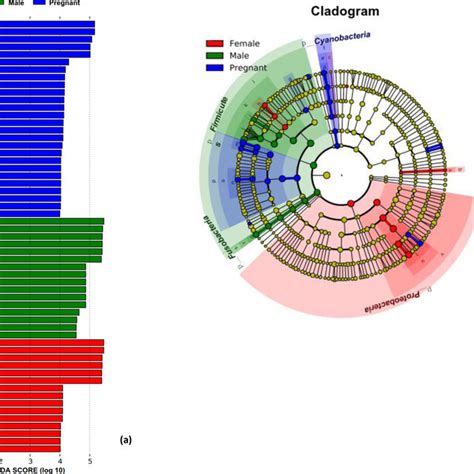 The Results Of Lefse Lda Effect Size Analysis A The Histogram Of