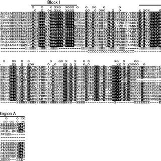 Model Depicting The Core Eukaryotic DNA Replication Machinery From