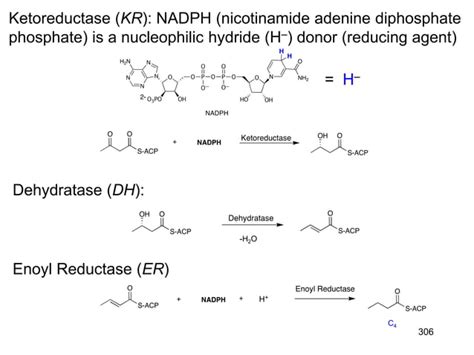 Fatty Acid Metabolismoxidation Catabolismppt
