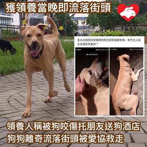 領養人稱被狗咬傷交朋友送狗酒店 狗狗離奇流落街頭被愛協救走