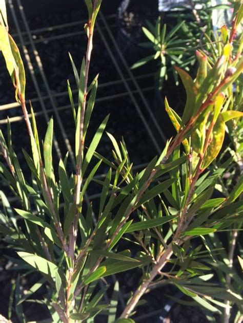 Callistemon Hybrida Injune Wholesale Nursery Nurseries In Melbourne