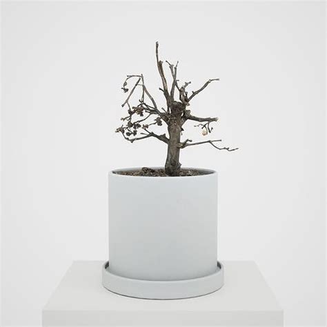 D Model Game Ready Small Tree Plant VR AR Low Poly CGTrader