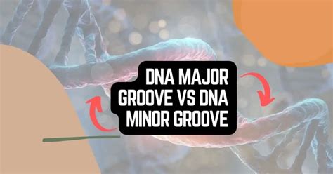 Deciphering The Unique Characteristics Of Dna Major And Minor Grooves