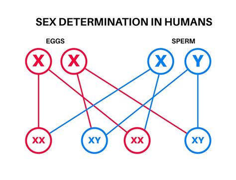 Premium Vector Sex Determination In Humans Male And Female Sperm And