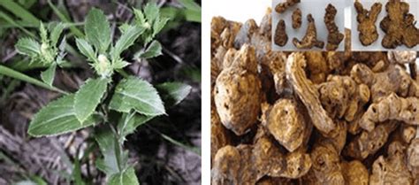 10 Medicinal Health Benefits Of Atractylodes Lancea White Atractylodes