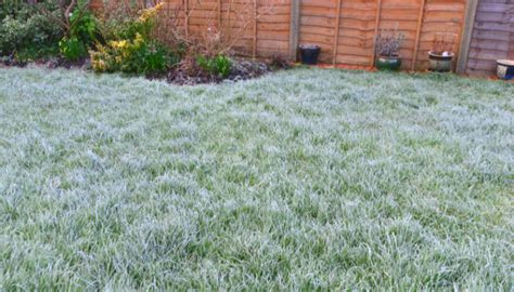 Should You Cut Your Grass In Winter