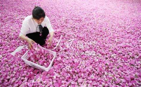 江苏海安玫瑰花铺就农民致富芬芳之路 人民图片网