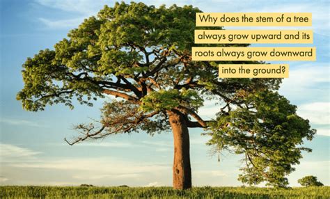 Why Does Stem Of A Tree Always Grow Upward And Roots Grow Downward Into The Ground