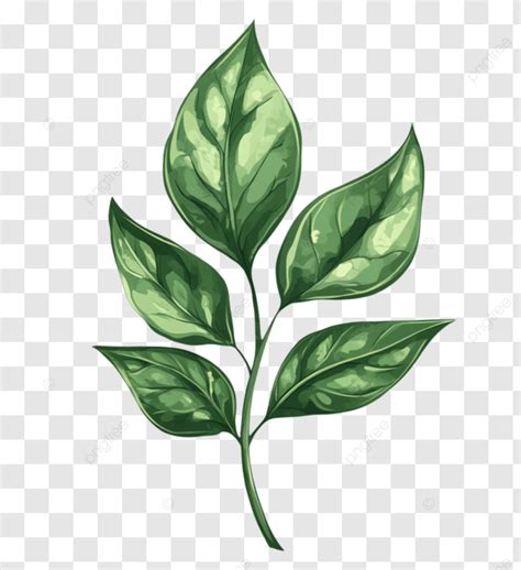 Botanical Green Leaf Stem Illustration Green Leaf Stem Botanical