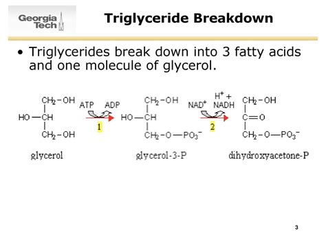 Survey Of Biochemistry Fatty Acid Oxidation Ppt Download