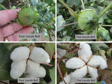 Cotton Trials To Evaluate Agronomic Interactions In Boll Locule Development Crop Science Us