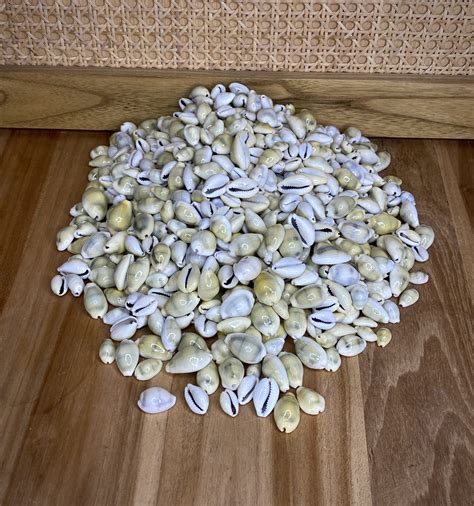 Cypraea Moneta Buy Shells Online Shell Paradise