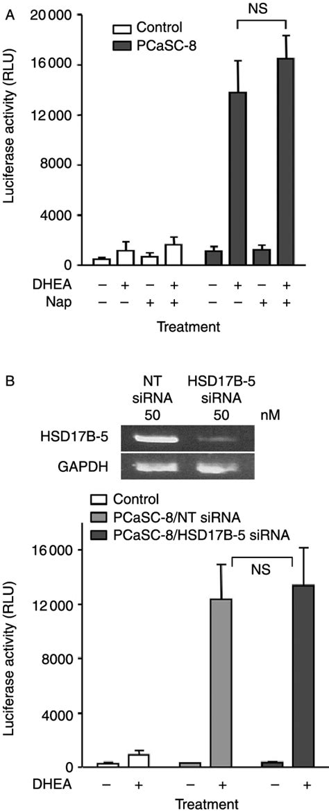 Effect Of Type 5 17b Hsd On Dhea Induced Psa Promoter Activity A