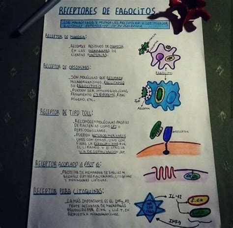 Sistema Inmunitario YUDOC ORG UDocz