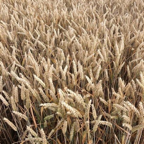 Aesthetic Field Of Wheat