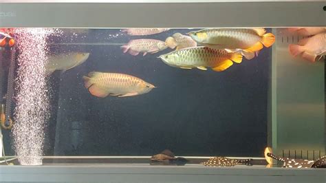 Arowana Community Tank 10 Youtube