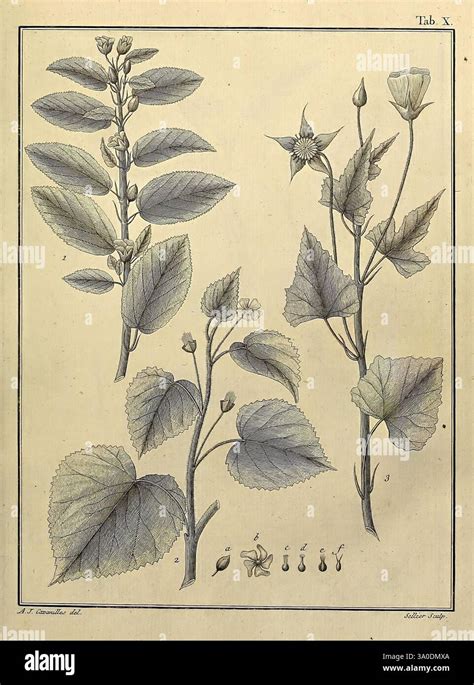 Monadelphiae Classis Dissertationes Decem Parisiis Apud F A Didot 1785 1790 Plants