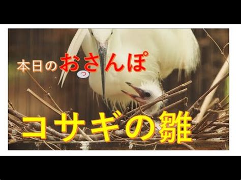 コサギの雛本日のおっさんぽ YouTube