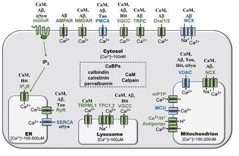 Figure 2 From The Complex Interplay Between Toxic Hallmark Proteins Calmodulin Binding Proteins
