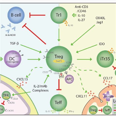 Structure Of Ctla 4 Ig Abatacept Is A Fusion Protein Comprised Of The