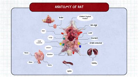 Rat Anatomy Organ Overview Pdf
