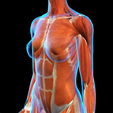 Chest Muscles Anatomy ~ Anatomy Drawing Conor Power Shoulder Muscle
