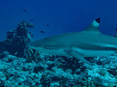 Wiresharkの使い方を復習しました エムアールピーブログ