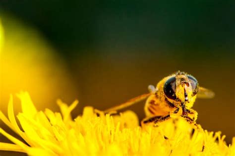 9 Scents That Bees Hate How To Use Them Pest Pointers