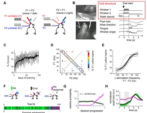 Performance And Behavior During Discrimination Of Simultaneous
