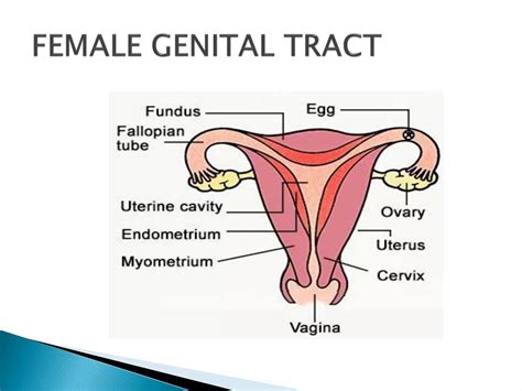Genital Tract Infectionspptx