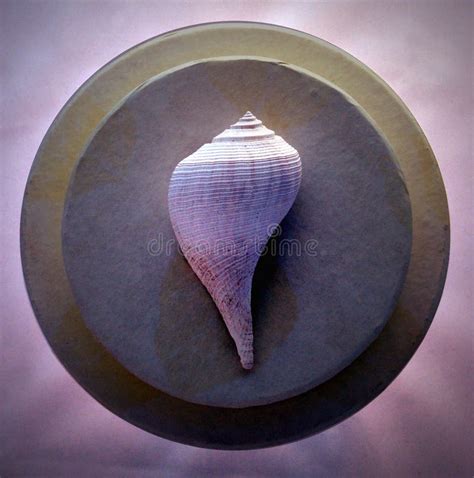Shell Abstract Stock Image Image Of Shape Natural Conch 2510549