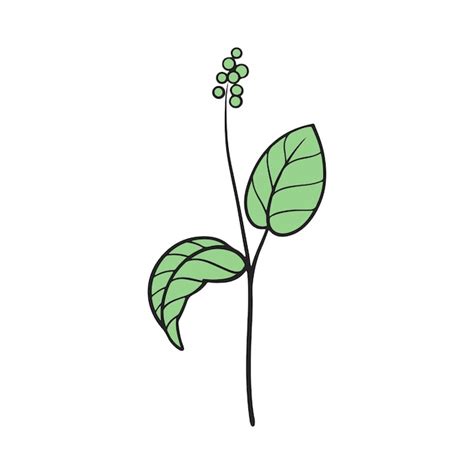 Premium Vector Botanical Floral Vector Illustration