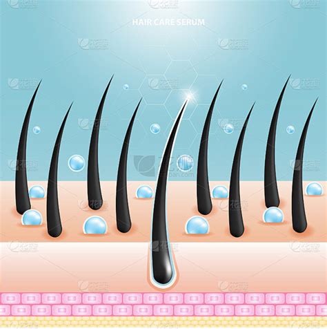 护发血清毛囊诊断。解剖皮肤、医用人体、表皮层、矢量插图设计。