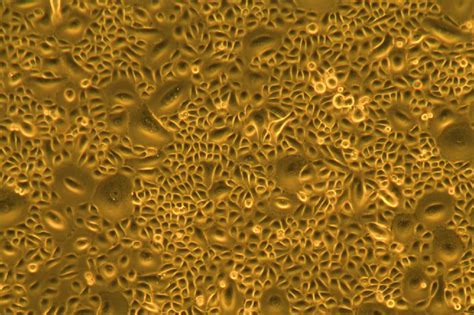 Human Corneal Epithelial Cells Lifeline Cell Technology Cells