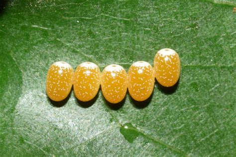Commonly Observed Moth Eggs · Inaturalist