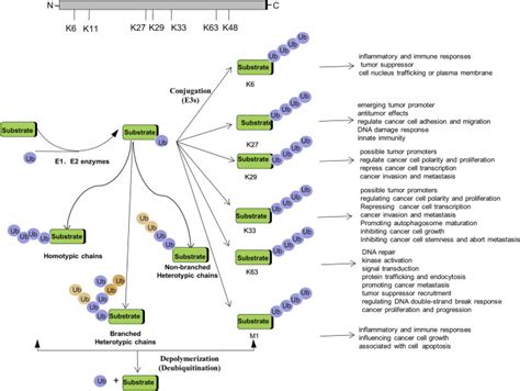 Emerging Roles Of Non Proteolytic Ubiquitination In Tumorigenesis Pmc