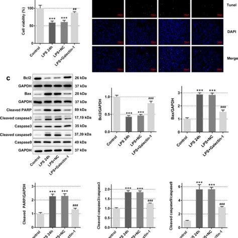 Gal 1 Overexpression Alleviated Lipopolysaccharide Lps Induced Cell