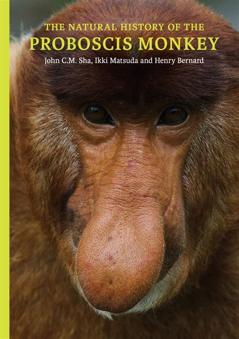 The Natural History Of The Proboscis Monkey Natural History