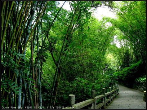 刘孝先 诗人 咏竹 大山谷图库