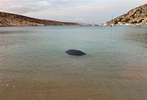 Angela Liosi Turning The Tide