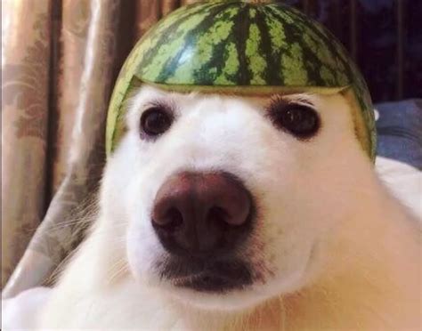 Dog With Watermelon On Head Drawing Echo
