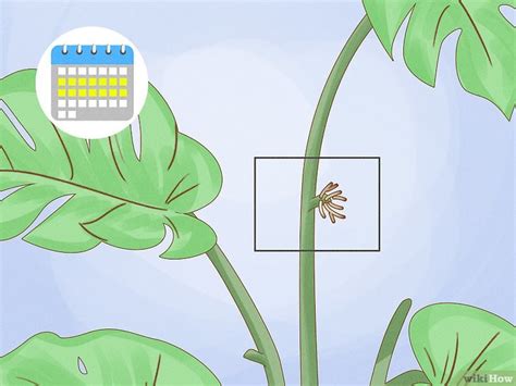 How To Propagate A Swiss Cheese Plant 4 Simple Methods