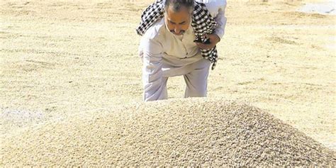 Punjab Area Under Paddy Down 2 Lakh Hectares But Procurement Up 12