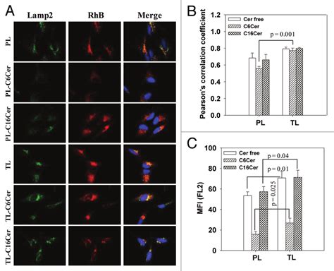 Lysosomal Localization A And B And Cellular Uptake C Of