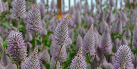 Ptilotus Costa Farms