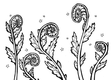 Fiddlehead Fern Art Print Set Unframed Giclee Prints Gallery Wall