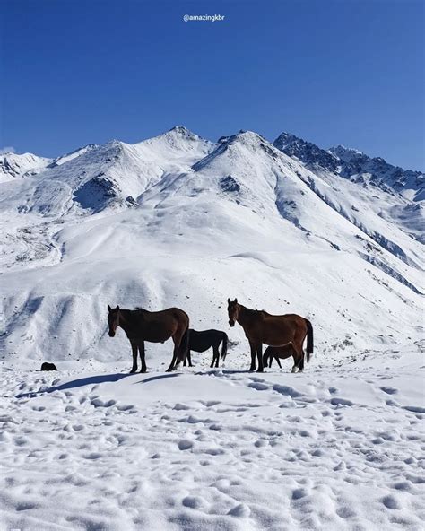 Eden Webberd On Twitter Circassia