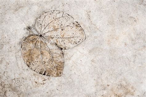 Premium Photo Leaf Texture In Concrete Floor Surface
